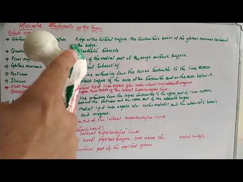 Femur Muscular Attachments Urdu/Hindi