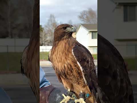 Red-tailed hawk in n falconry   #falconry