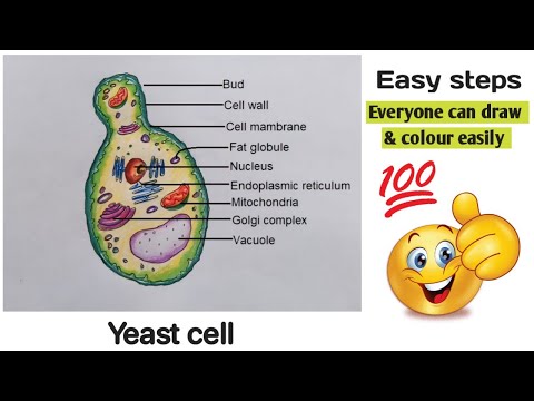 How to draw yeast step by step | Diagram of budding in yeast
