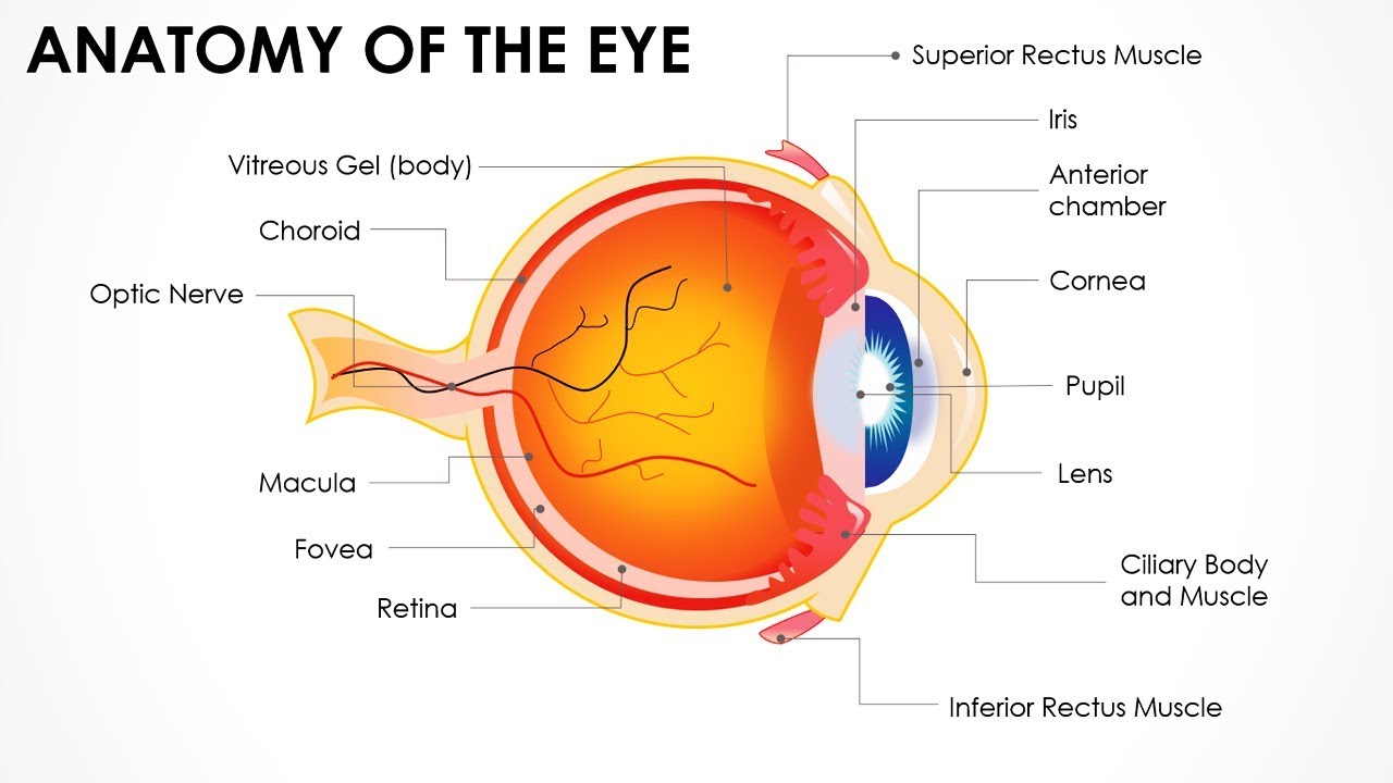 Anatomy of the Eye - Editable PowerPoint Presentation/Main parts of Human Eye /Free PPT