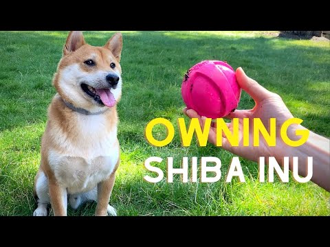 The Ultimate Guide of Owning a Shiba Inu (7 Tips for New Dog Owners)