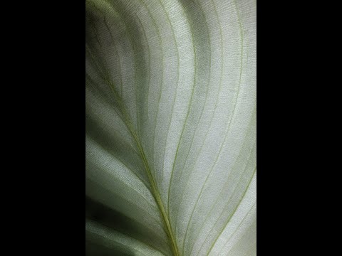 202311 Patterns In Nature PDI Intermediate