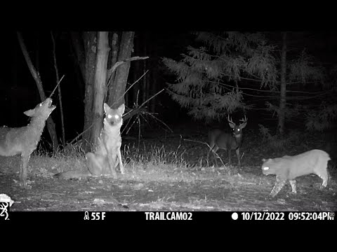 Best Trail Camera Videos of the Year (2022) | Bushcraft Nick