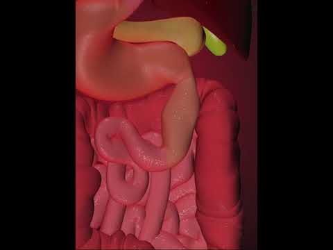 Digestive system- Duodenum (3D Animation)