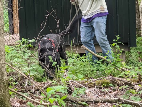 Dog Trainer Course - Cadaver Detection Dog Trainer