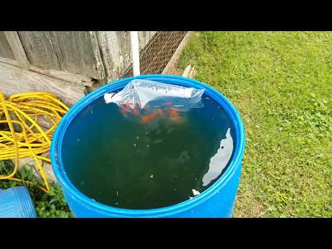 How to get rid of mosquitoes in your bee yard the natural way fast