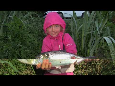 Twaite shad fishing memories