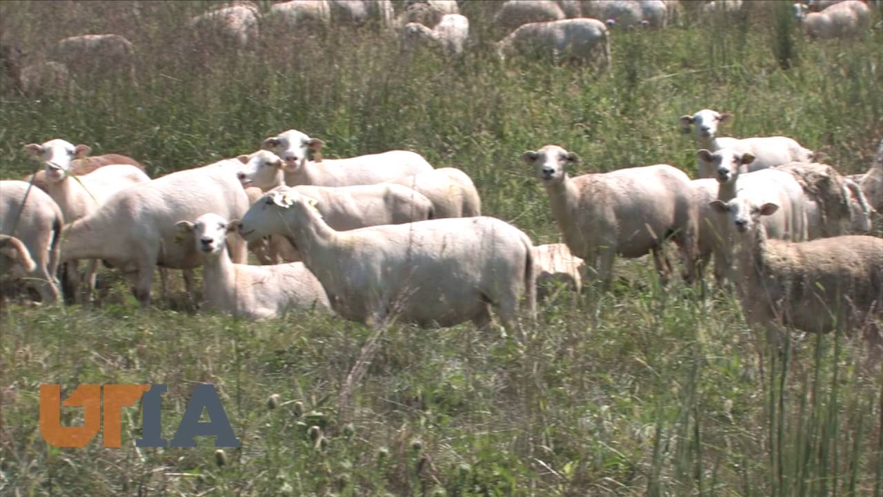 TN/AL Small Ruminant Conference