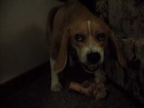 Anabelle Eating Ham Bone, Snarling & Baring Teeth - December 2015