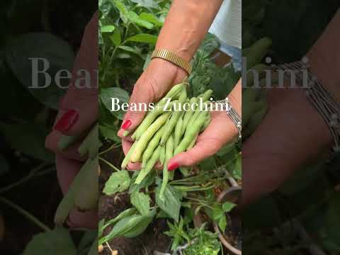 Companion planting is THE secret to gardening, here’s my favorite pairs🤝#garden #companionplanting