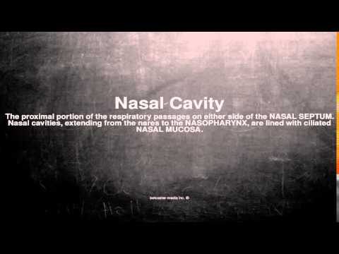 Medical vocabulary: What does Nasal Cavity mean