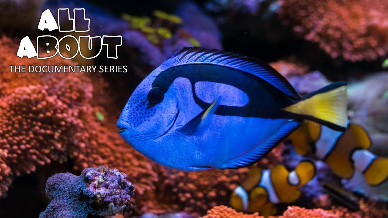 REGAL BLUE TANG: Nemo's Best Friend On The Reef | All About Documentary Series