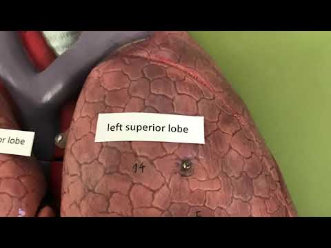 CCC Online Biology Lab - Respiratory System: Cervical and Thoracic regions labeled & unlabeled