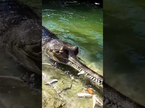 Gharial 😱😱
