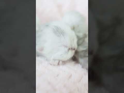 How Many Kittens Can You Spot in This Video?😻👀