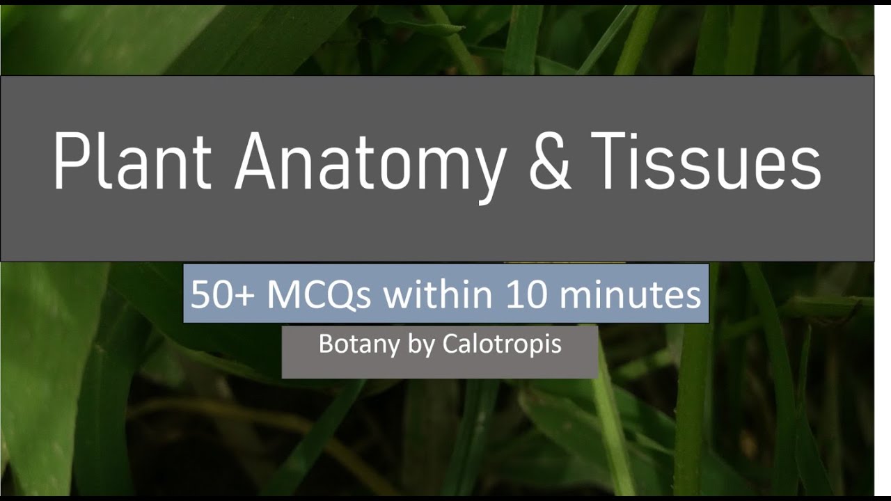 Plant Anatomy & Tissues | Anatomy of flowering plants Solved MCQs #botany #plantanatomy