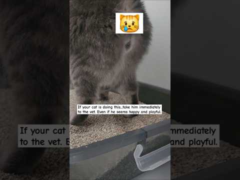 Emergency Signs Your Cat Could Be Struggling with Urinary Issues #cats #cat #dubai #urinaryhealth