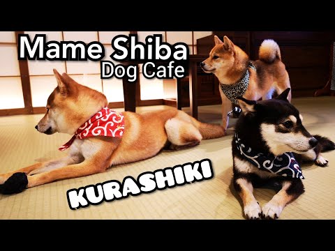 Adeyto 🐶 MAME SHIBA DOG CAFE 🐕 KURASHIKI Bikan Chiku Oita 📽️ Huawei P20 PRO