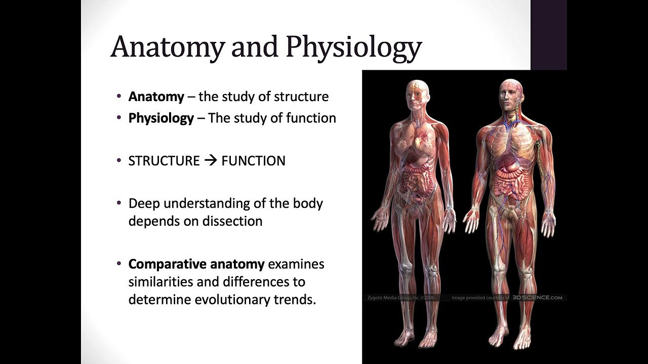 1 - Major Themes In Anatomy And Physiology