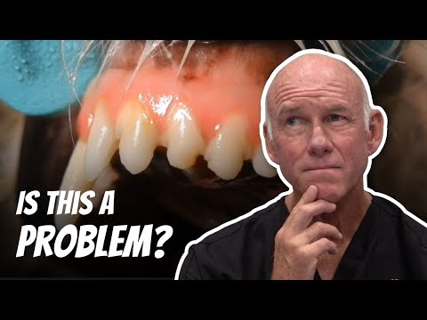 Incisor Periapical Lucency Explained **DOG DENTAL RADIOGRAPHS** Interpreted
