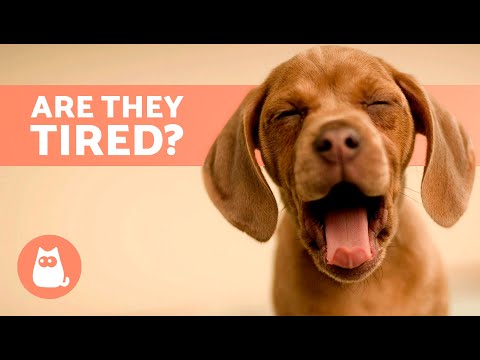 Why Do DOGS YAWN So Much? 🐶 | Understanding Canine Language