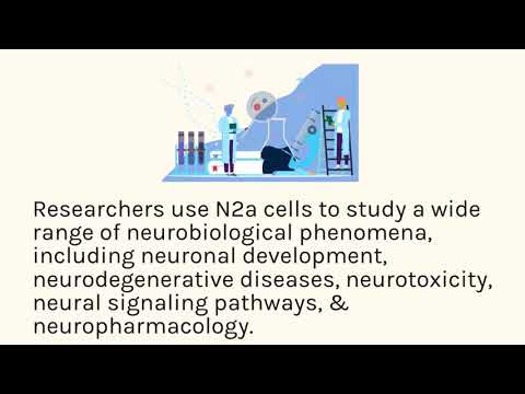 Neuro-2a Transfection Kit