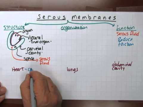 profmwinston introduction Serous Membranes