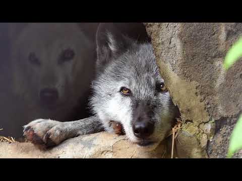 Wolf Senses Someone is Watching Over Him