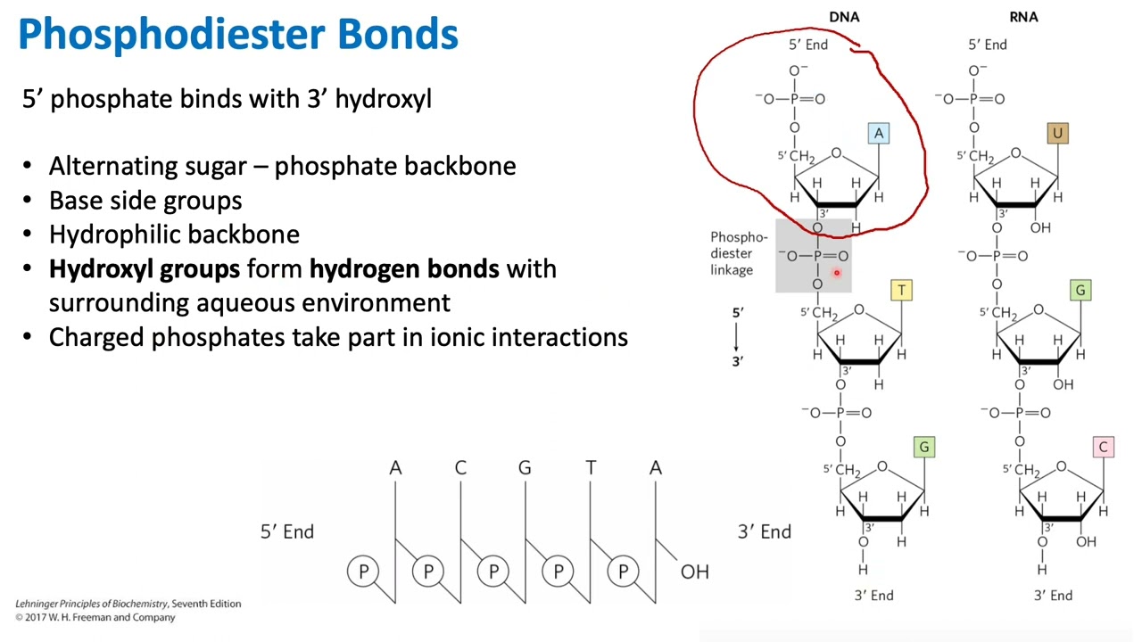 Phosphodiester Bonds | Biochemistry