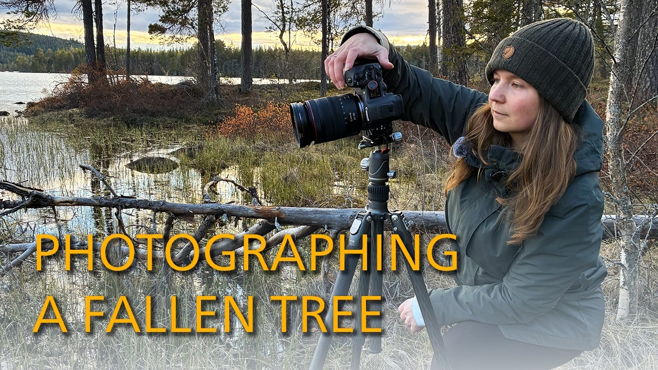 Enjoying Nature Photography - The Subtle Beauty of a Fallen Tree
