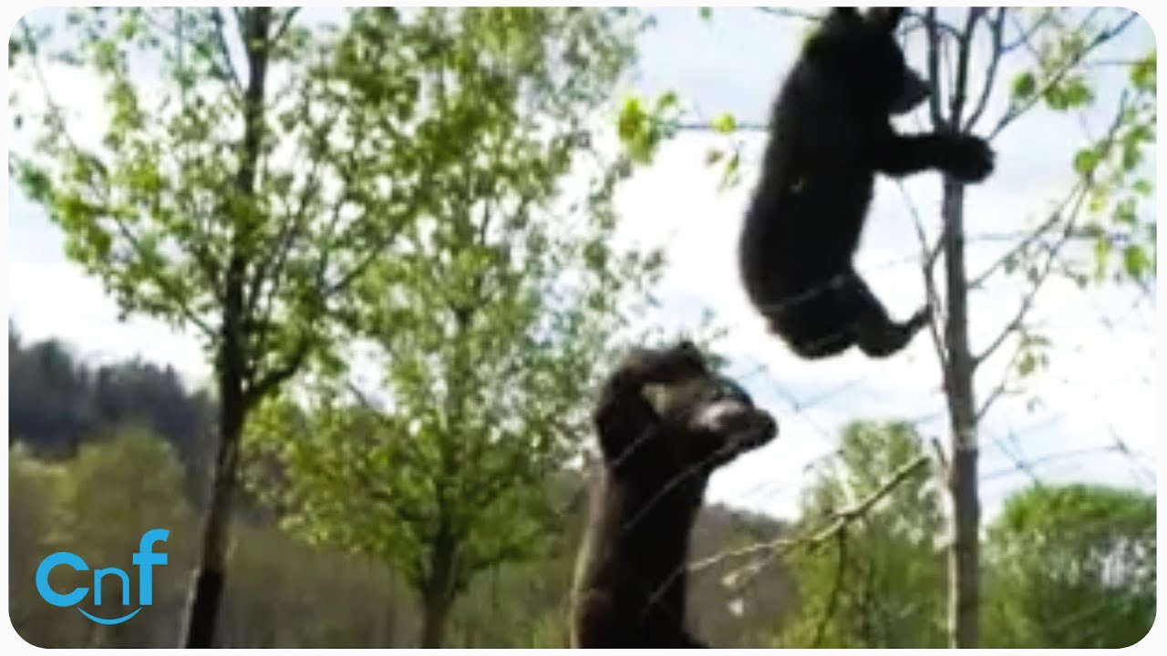 Bear Cubs Climb Tree | Beary Cute