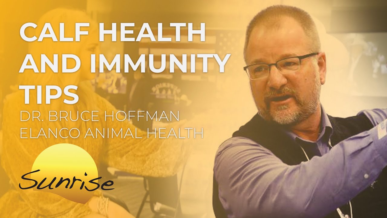Spring Calf Health and Immunity Tips with Dr. Bruce Hoffman, Elanco Animal Health | Superior Sunrise
