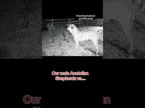 Our males vs female Anatolian Shepherd #livestockguardiandog