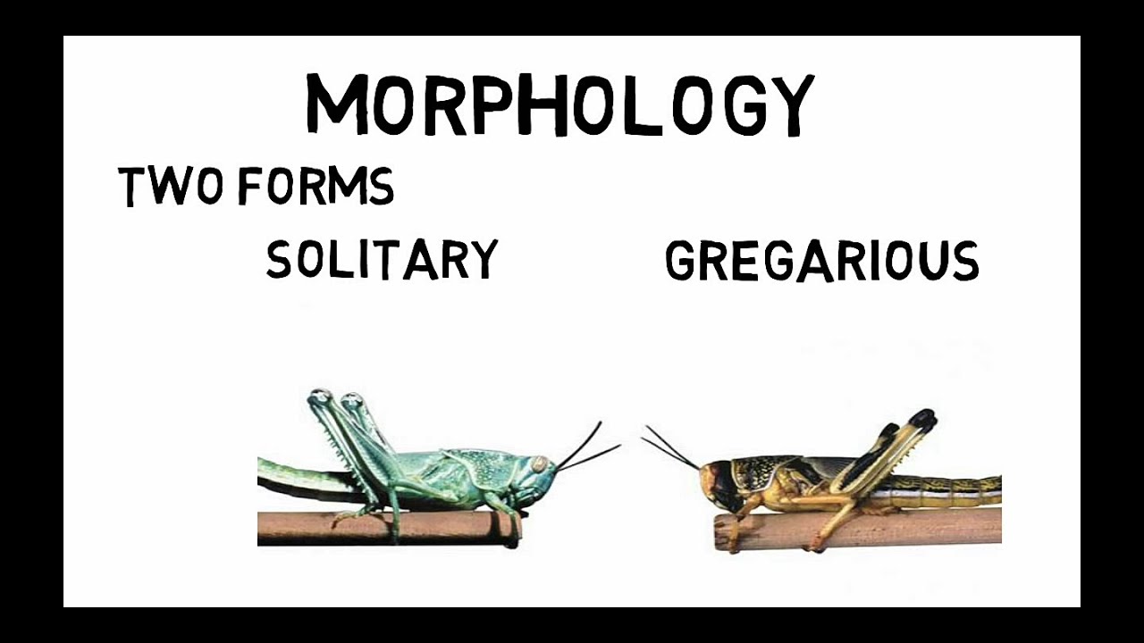 Desert Locust|| Schistocera gregaria|| morphology, life cycle and management ||Agrihelp Channel