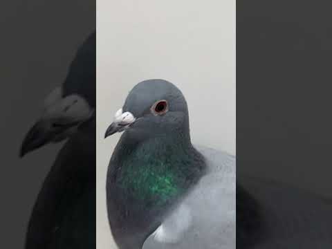 AU 20 schillings 198 BB Hen