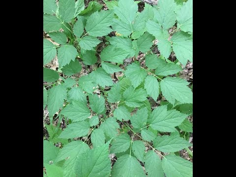 Black Cohosh digging video: Actaea racemosa