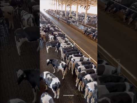 High-tech cow farming in america #cow #cowfarm #america #shorts