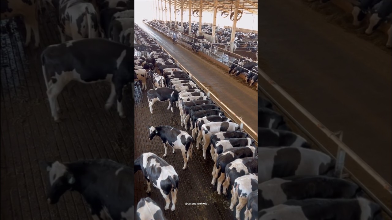 High-tech cow farming in america #cow #cowfarm #america #shorts