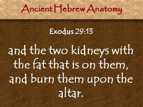 Ancient Hebrew Anatomy