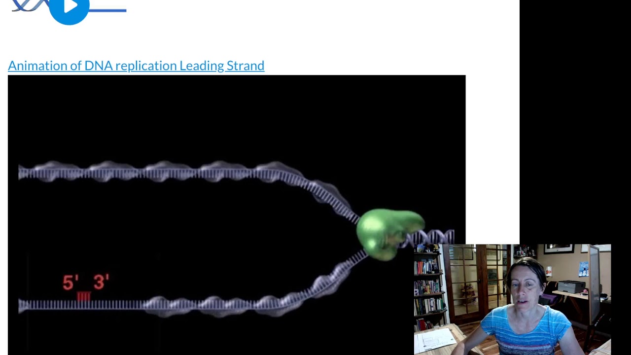 Understanding DNA Replication: The Leading Strand Process | Galaxy.ai