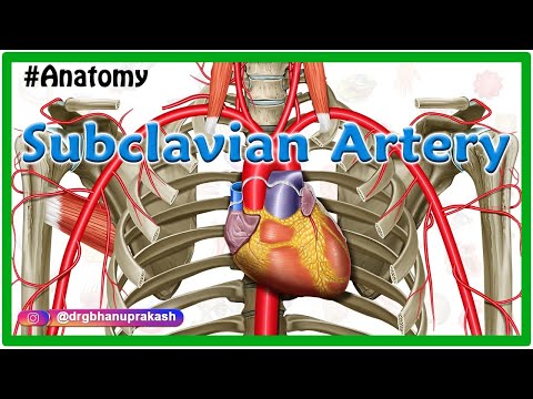 Subclavian artery Anatomy : Origin, Course, Parts, Branches, Relations and Clinical anatomy