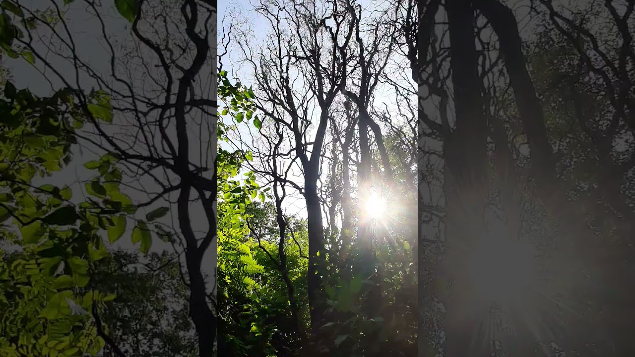 My Dead Corkscrew Willow Trees
