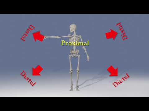 Location in Anatomy