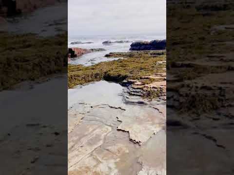 Exploring the tide pools at Cabrillo Beach