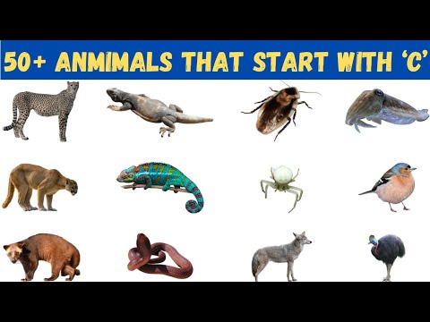 Learn 50+ Animals Names With Pictures That Start With βCβ | Animals For Kids #animals #kidseducation