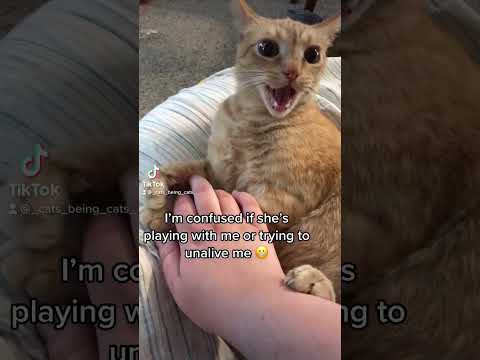 Orange cats are a different breed #trending #cats #pets #catlover #why