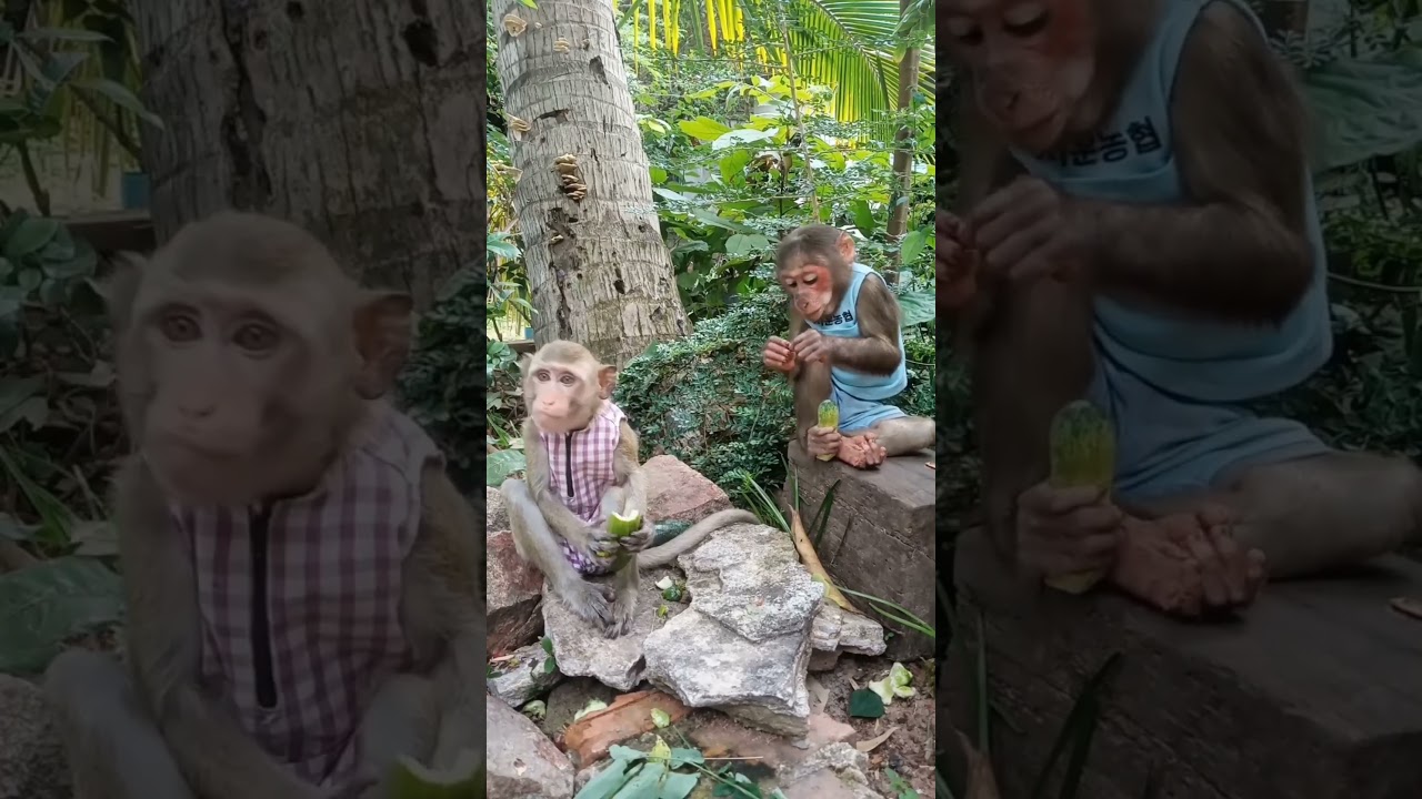 You Won't Believe What These Monkeys Are Eating! #monkeydluffy #monkeychallenge #monkeysr  #monkeys