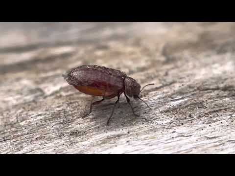 Death watch beetle, Family Anobiidae. Genus Xestobium