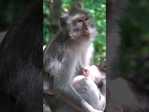 Absolutely Wild!! Monkey Forest #ubud #bali ๐ฎ๐ฉ ๐