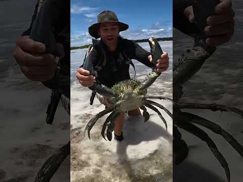 GIANT MUDCRAB barehanded catch for ISLAND SURVIVAL